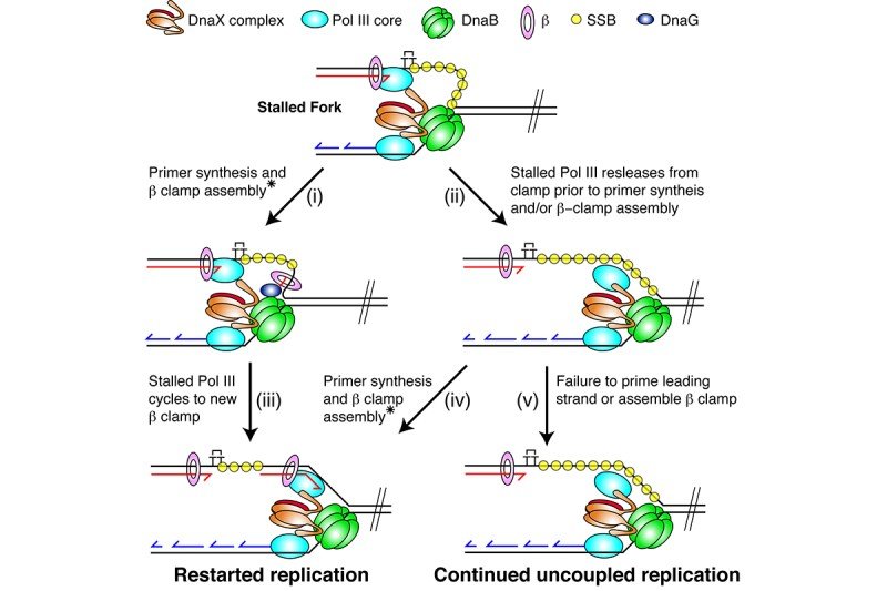 Replication Fork Stalling, Lesion Bypass, and Replication Restart ...