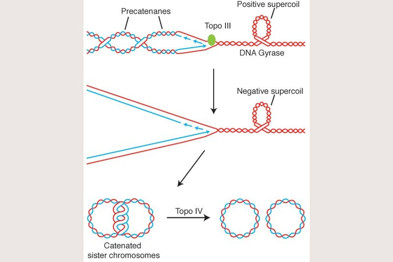 Mechanisms of Chromosome Compaction and Chromosome Unlinking | Sloan ...