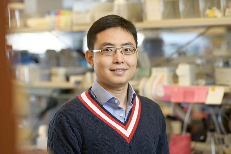 Yan Yan | Sloan Kettering Institute