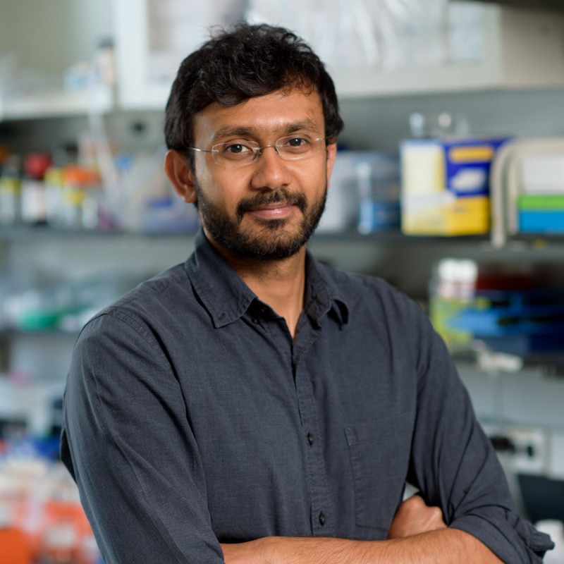 Rumble in the Genome: Unlocking the Secrets of the Tiny RNAs That Keep ...