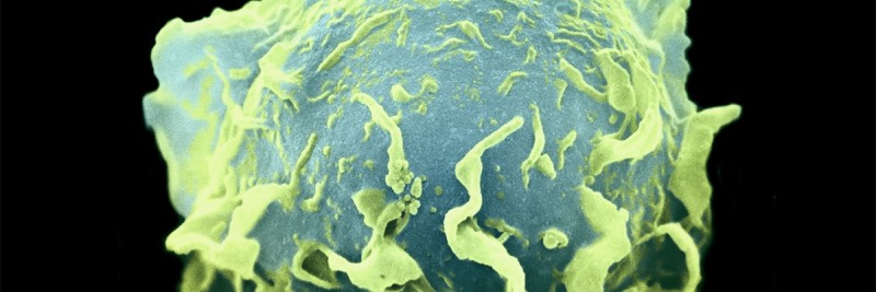 Frederic Geissmann: Featured News | Sloan Kettering Institute