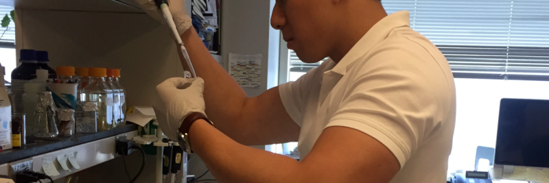 Meiotic Recombination in the Yeast S. cerevisiae | Sloan Kettering ...