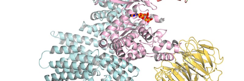 License to Build: New Theory of Cancer Puts Metabolism at Center ...