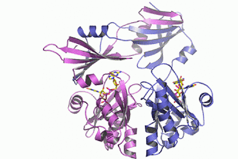RNA cap analog - meddic